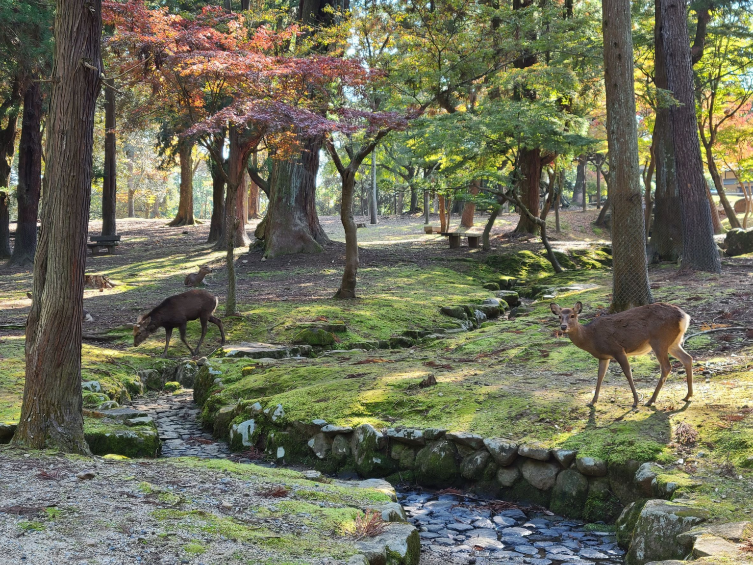 進入奈良公園需要門票嗎？ 介紹鹿園！ | neoNARA | 奈良旅遊地點