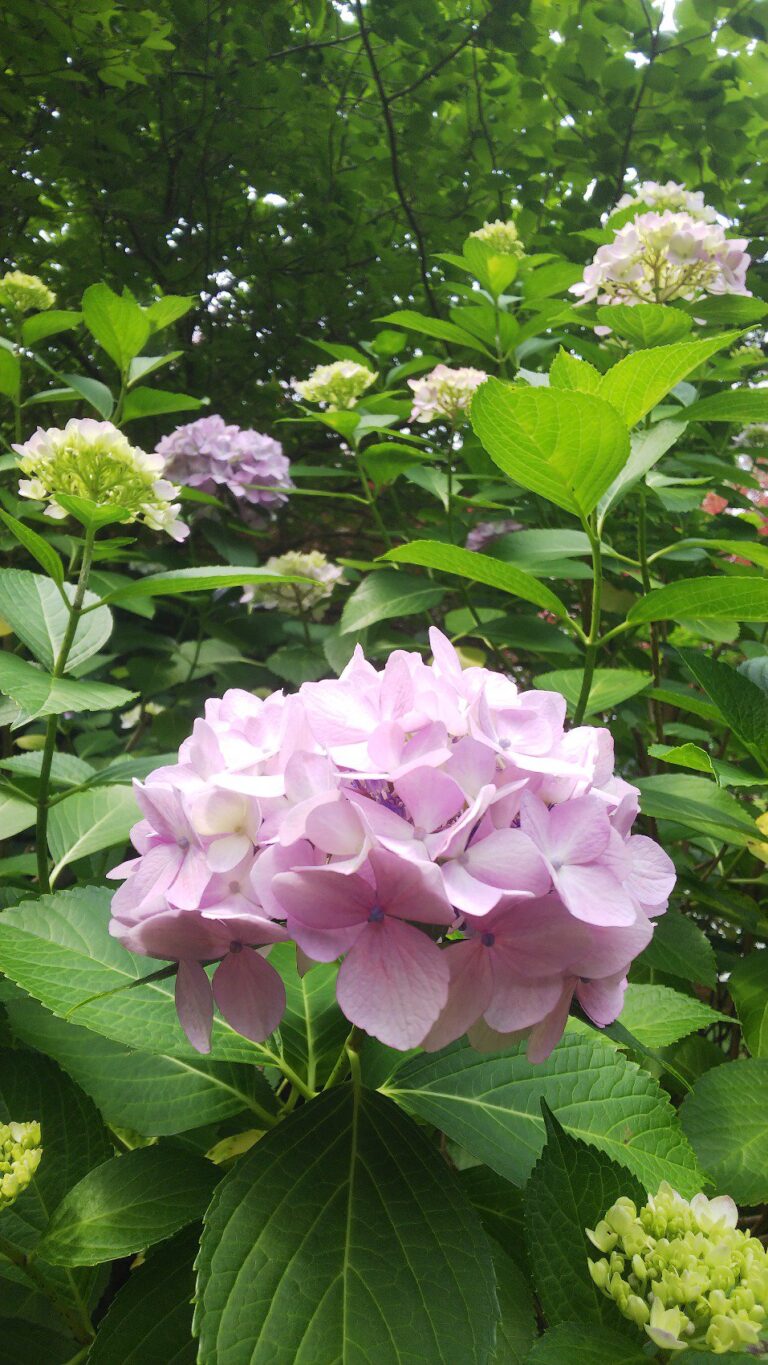 【2025年】奈良の紫陽花スポット7選｜長谷寺・矢田寺・岡寺などの見頃・名所・穴場をエリア別にチェック！ | neoNARA | 奈良観光サイト