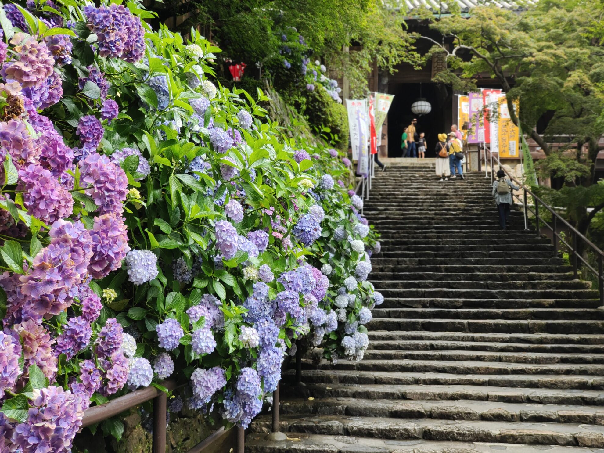 【2025年】奈良の紫陽花スポット7選｜長谷寺・矢田寺・岡寺などの見頃・名所・穴場をエリア別にチェック！ | neoNARA | 奈良観光サイト