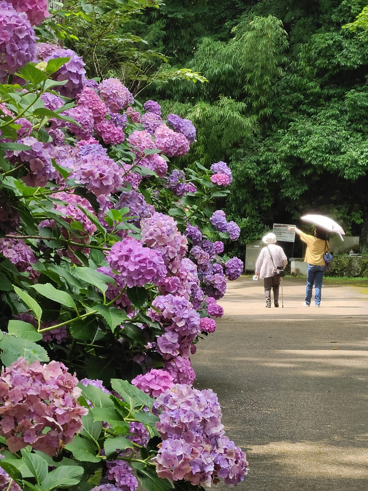 【2025年】奈良の紫陽花スポット7選｜長谷寺・矢田寺・岡寺などの見頃・名所・穴場をエリア別にチェック！ | neoNARA | 奈良観光サイト