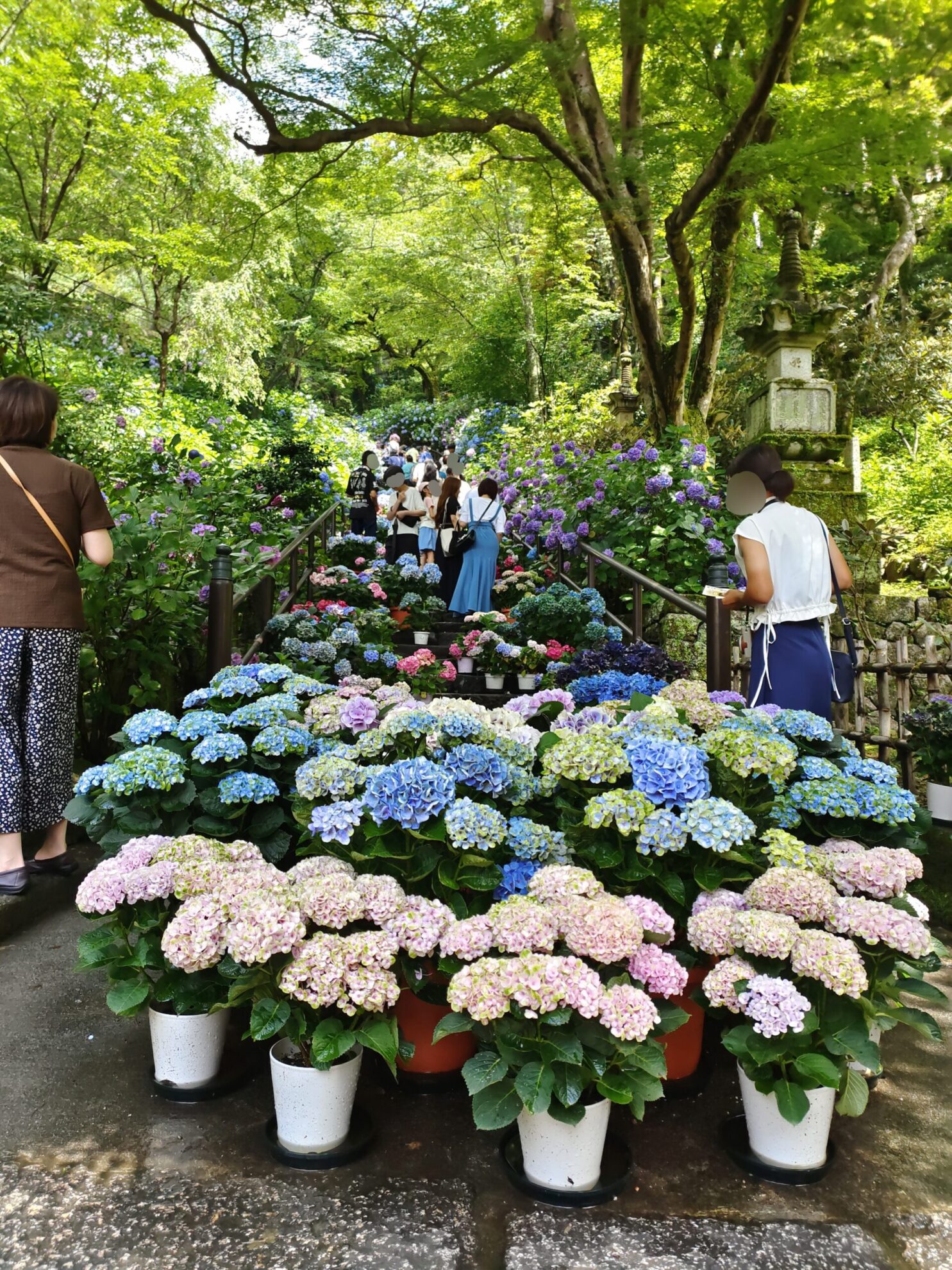 【2024年版】奈良県の紫陽花スポットと見頃を徹底紹介（長谷寺・岡寺・矢田寺…） | neoNARA | 奈良観光サイト
